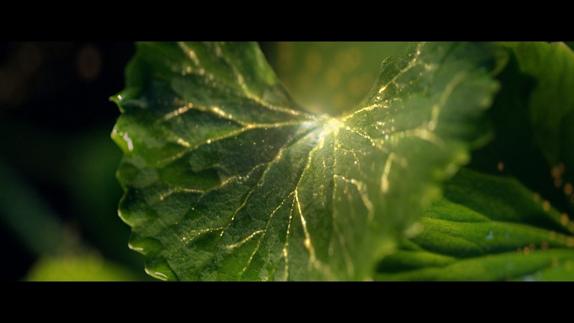 SolidVFX | INCELLDERM